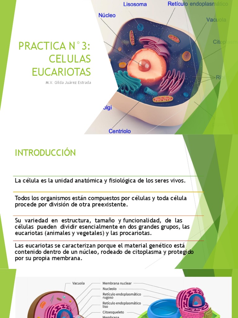 Practica N°3 | PDF