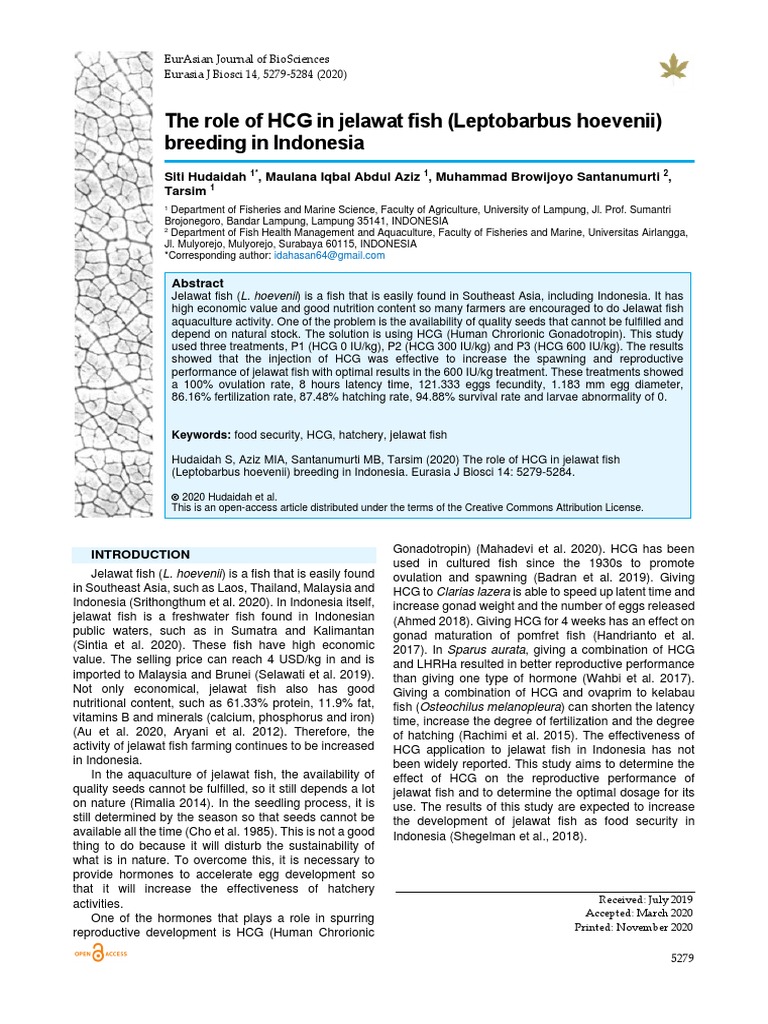 The Role of HCG in Jelawat Fish (Leptobarbus Hoevenii) | PDF