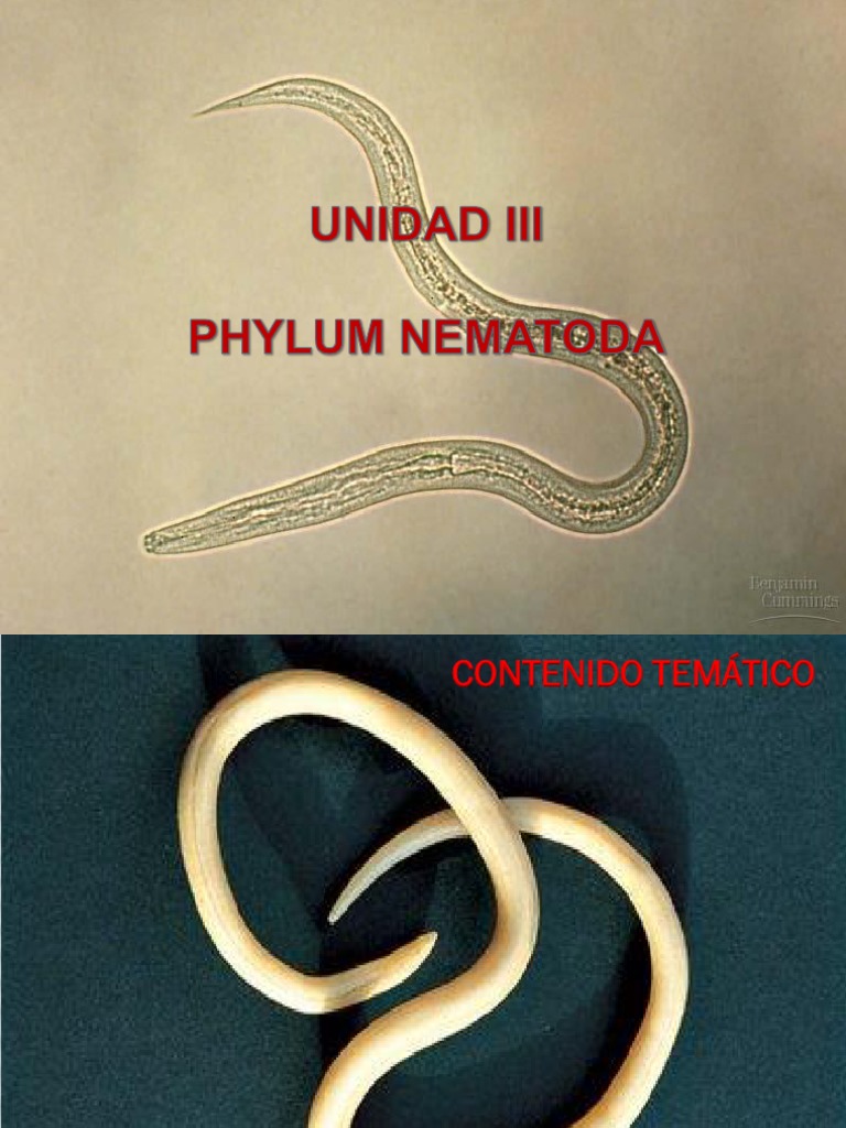 Características y Ciclo de Vida de Nematodos | PDF | Nematodo | Anatomía