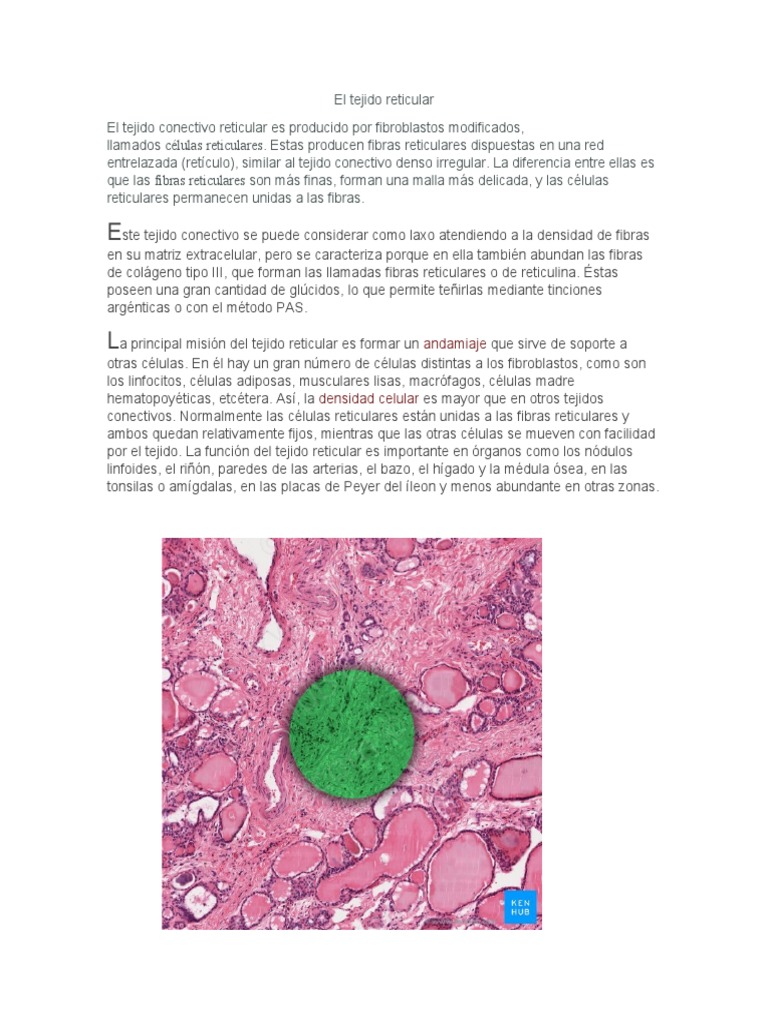 Función y características del tejido reticular | PDF