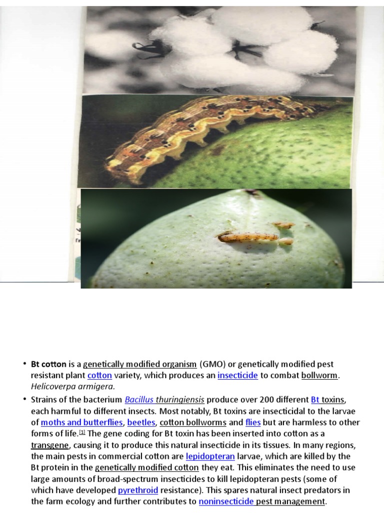 BT Cotton | PDF | Biology
