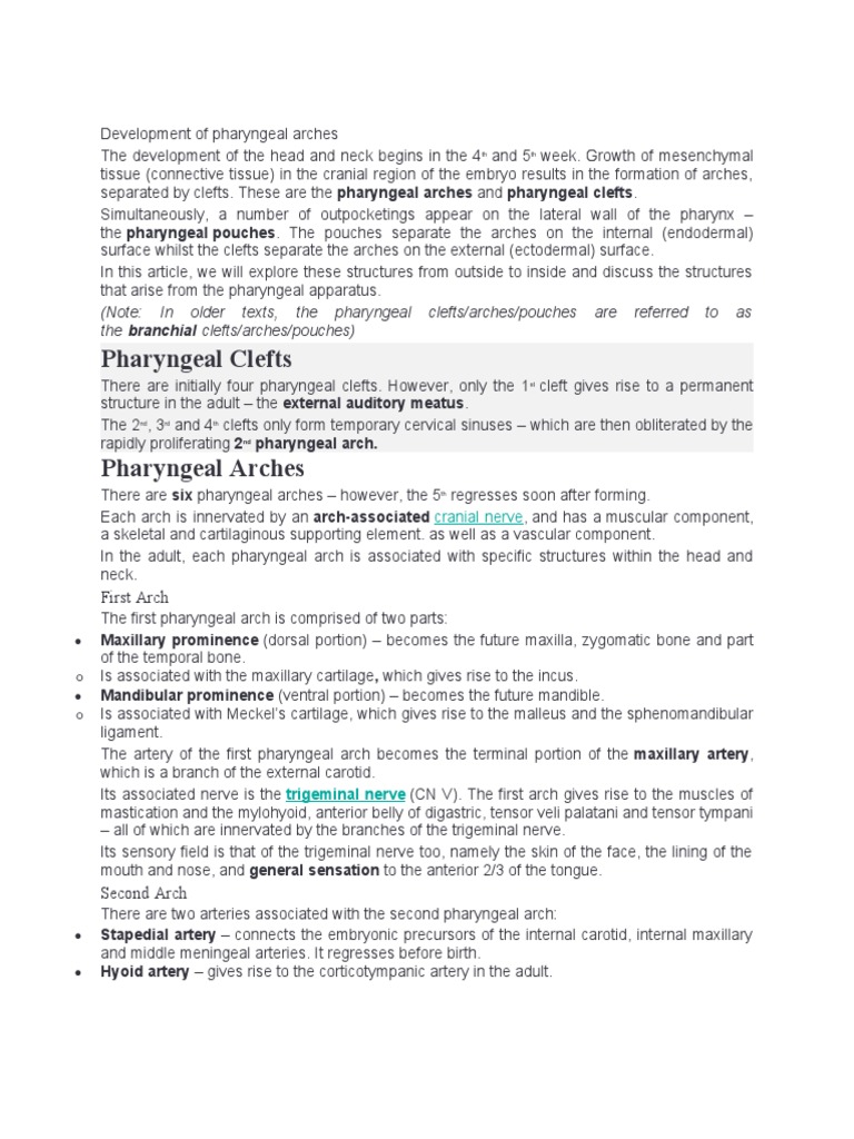 Embryonic Pharyngeal Arch Development | PDF | Larynx | Morphology (Biology)