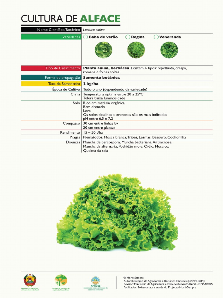 Variedades de Alface - HortSempre - Mocambique | PDF