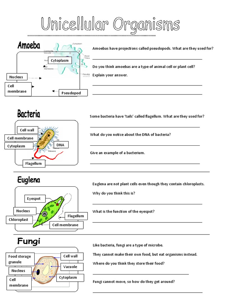 Unicellular Organisms Worksheet | PDF | Self-Improvement | Wellness