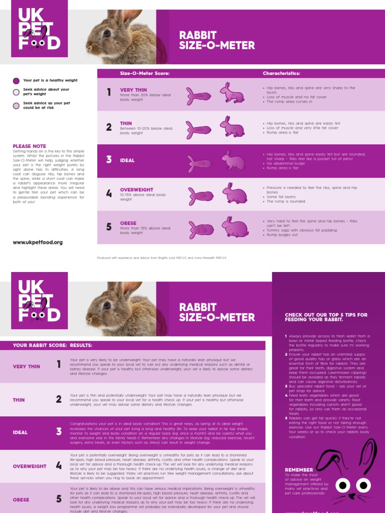 Pet Size o Meter Rabbit | PDF