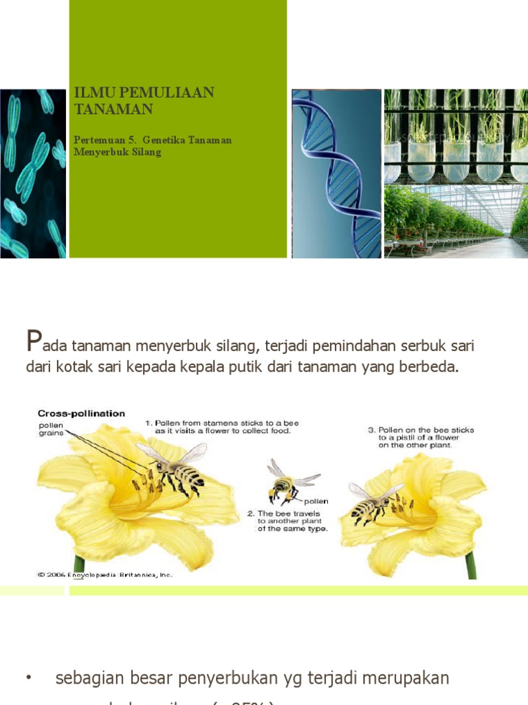 Genetika dan Seleksi Tanaman Menyerbuk Silang | PDF