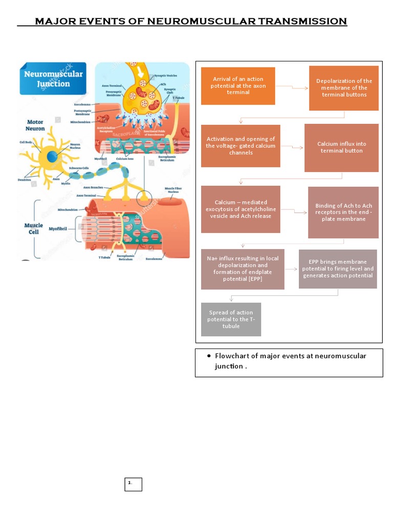 Major Events of Neuromuscular Transmission | PDF