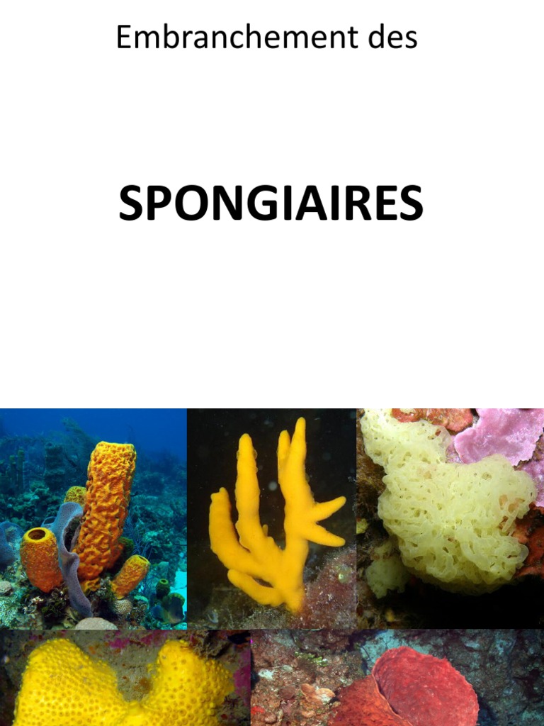 Classification et caractéristiques des spongiaires | PDF | Éponge ...
