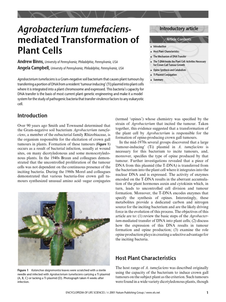 Agrobacterium | PDF | Transformation (Genetics) | Biology