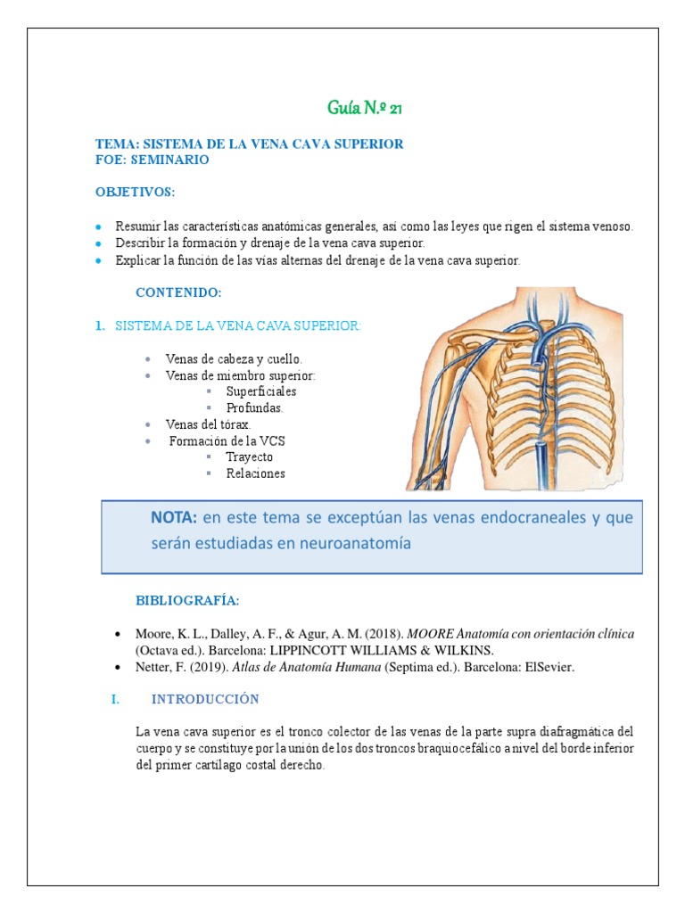 Seminario 2I Vena Cava Superior | PDF | Vena | Angiología