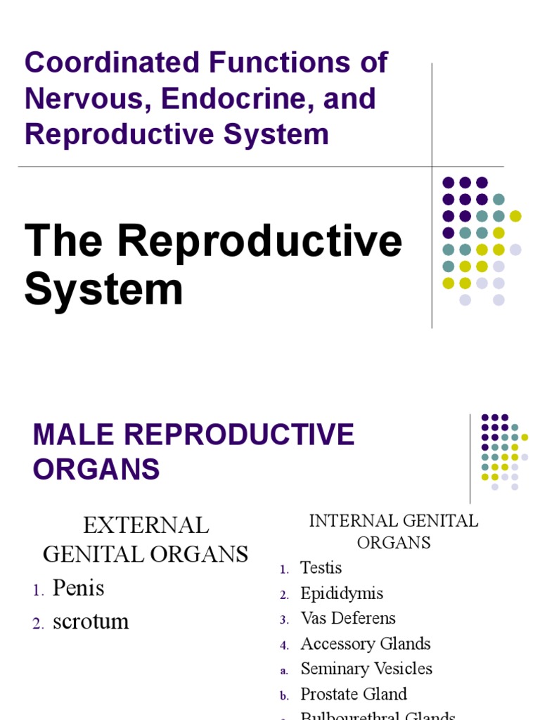 Reproductive System - Male and Female | PDF | Reproductive System ...