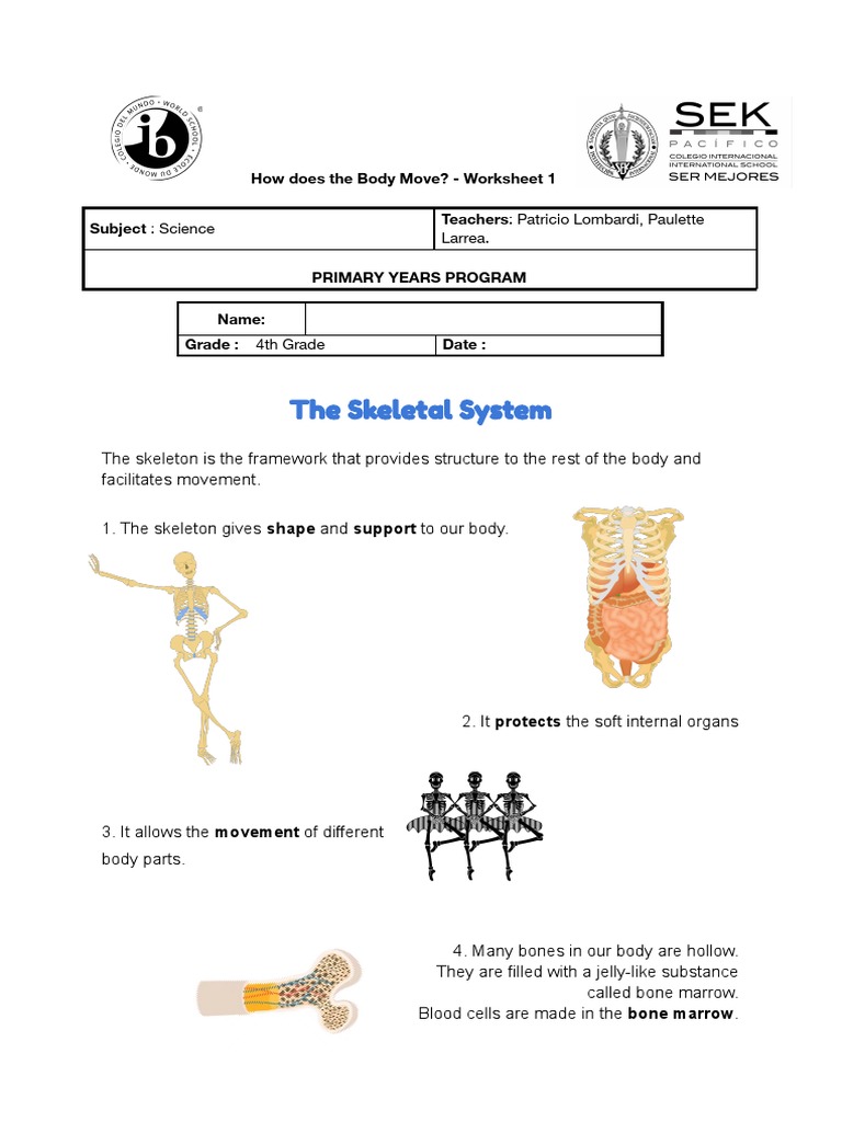 Science Worksheet | PDF | Skeleton | Bone