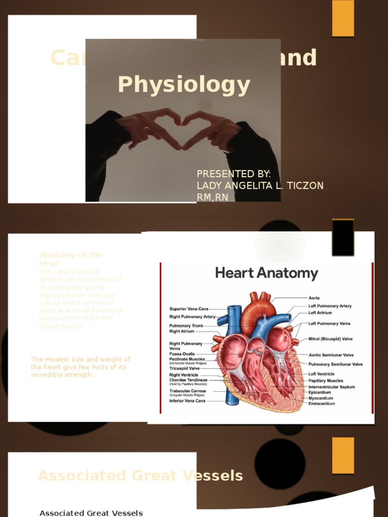 Cardiovascular System Anatomy and Physiology | PDF | Heart Valve | Heart