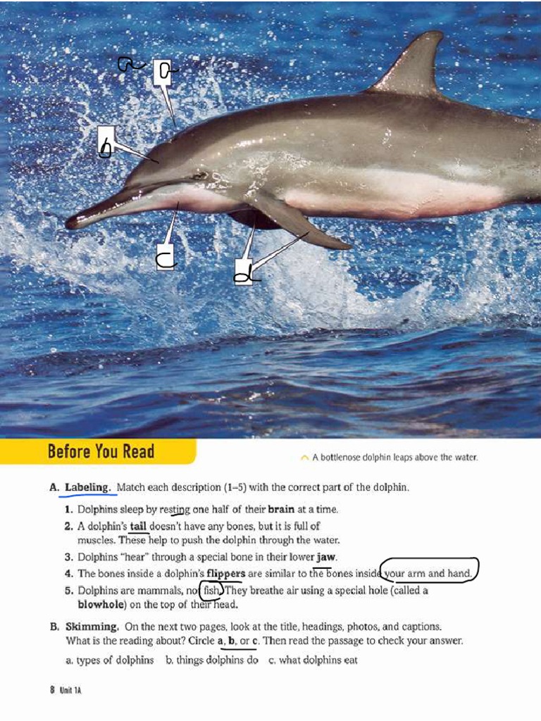 The Incredible Dolphins | PDF