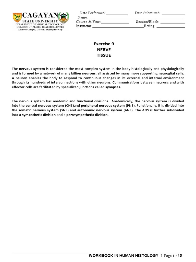 Worksheet 9 Nerve Tissue | PDF | Nervous System | Central Nervous System