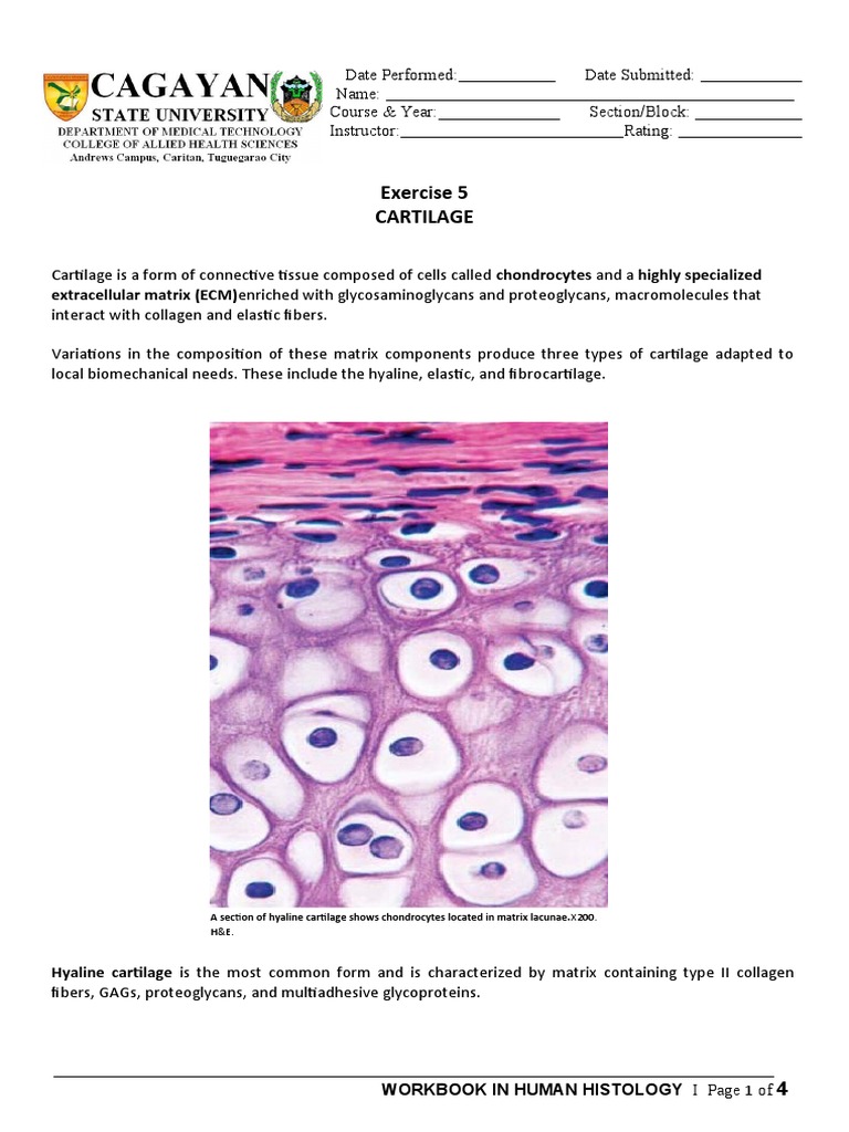 Worksheet 5 Cartilage | PDF