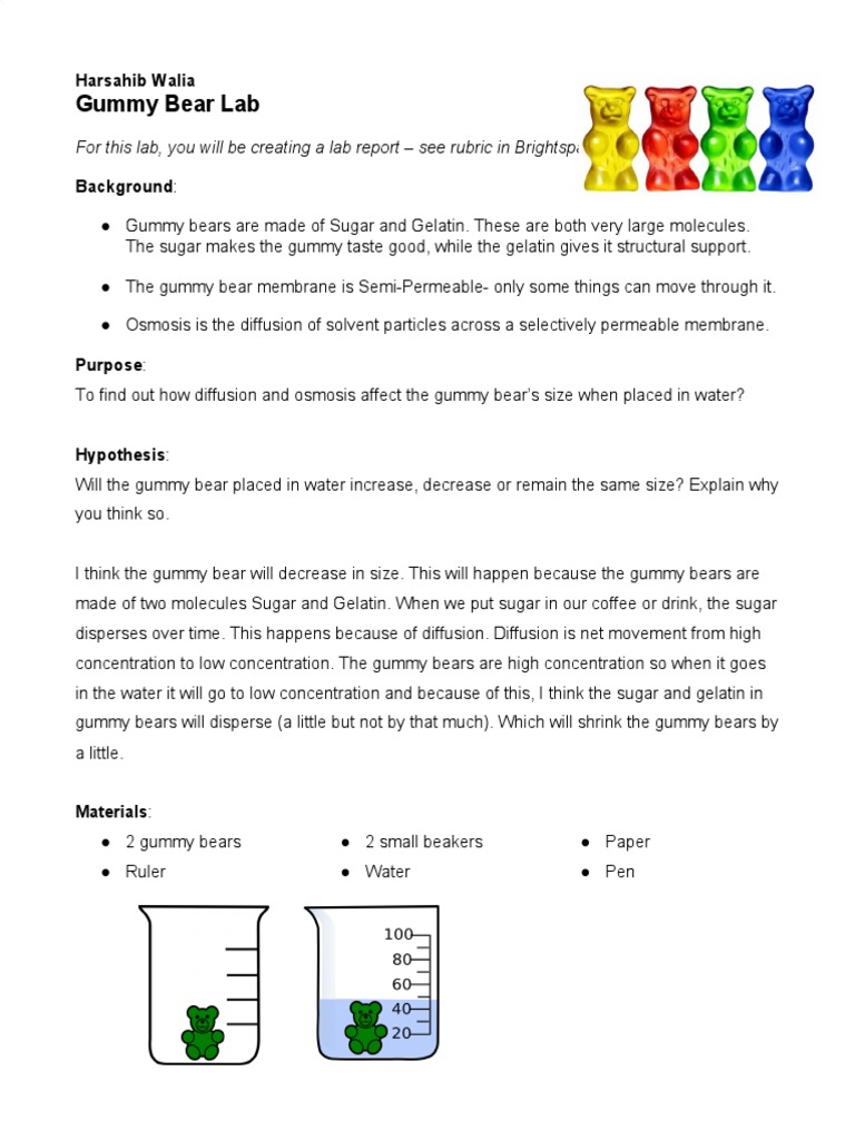 Gummy Bear Lab Osmosis and Diffusion | PDF | Osmosis | Diffusion
