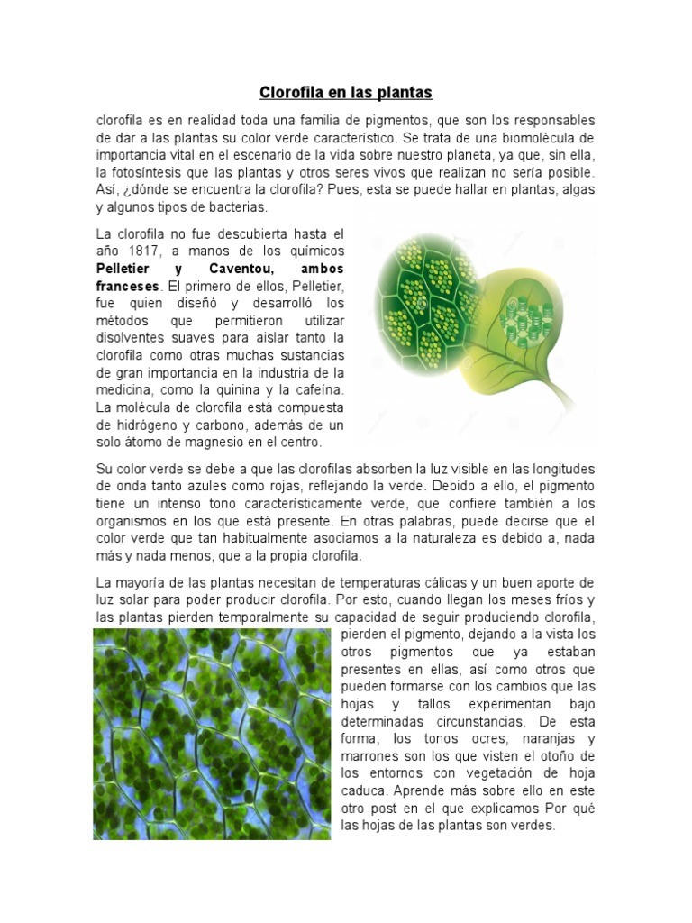 Función y características de la clorofila | PDF | Clorofila | Fotosíntesis