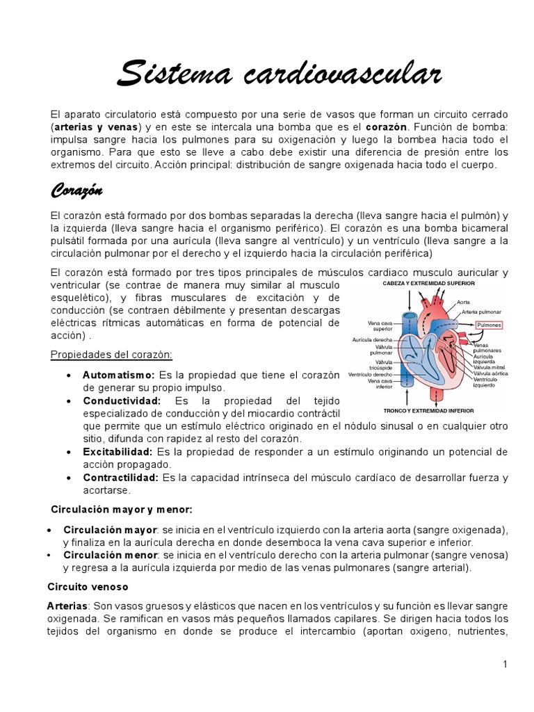 Sistema Cardiovascular | PDF