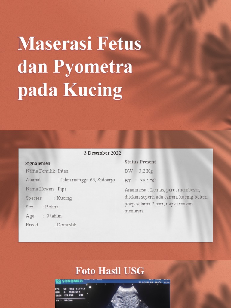 Maserasi Fetus Dan Pyometra | PDF | Kesehatan Holistik