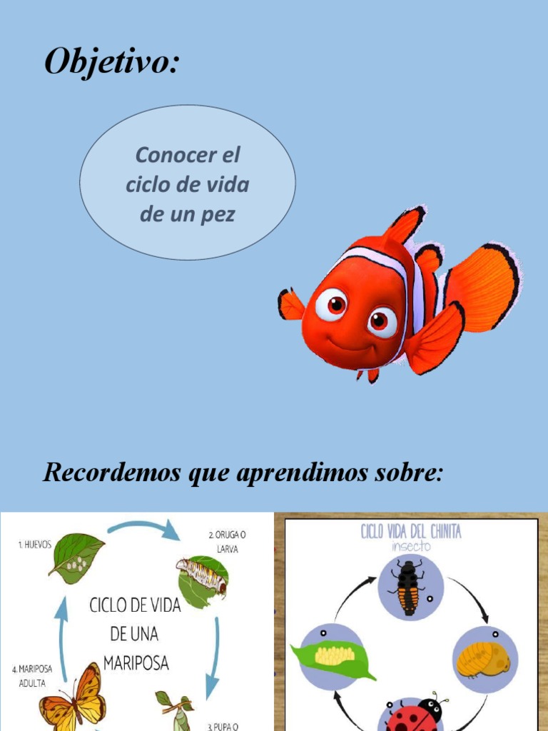 Ciclo de Vida de Un Pez | PDF