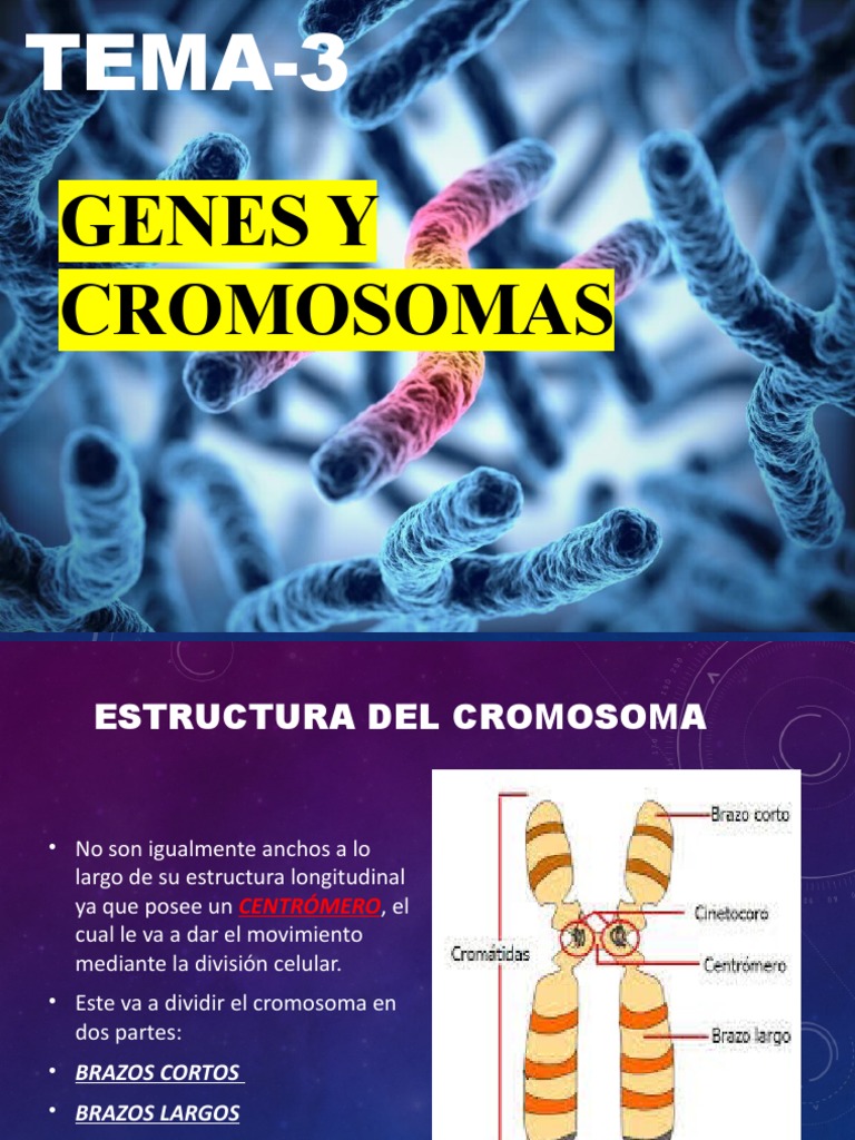 Tema 3 Genes-Cromosomas 2023 | PDF | Cromosoma | Mitosis
