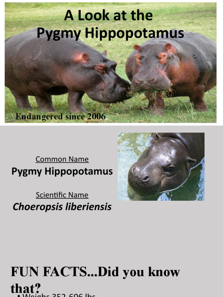 Pygmy Hippopotamus Presentation | PDF | Ecology | Conservation Biology