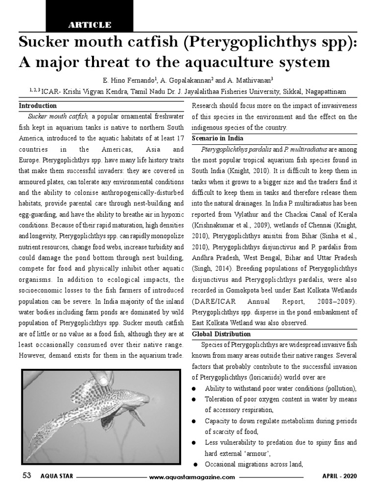 Sucker Fish | PDF | Fishkeeping | Fish