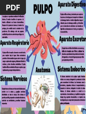 Anatomía Interna Del Pulpo