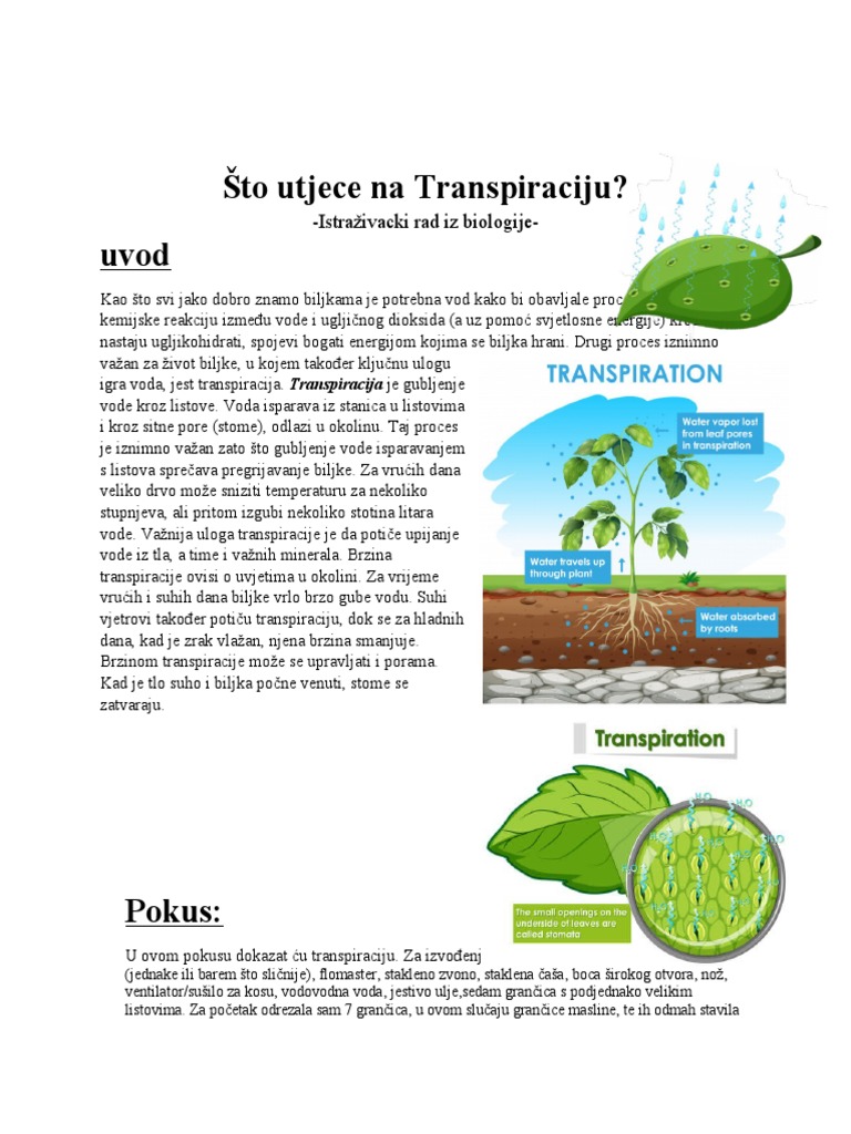 Istraživački Rad - Transpiracija (Biologija) | PDF