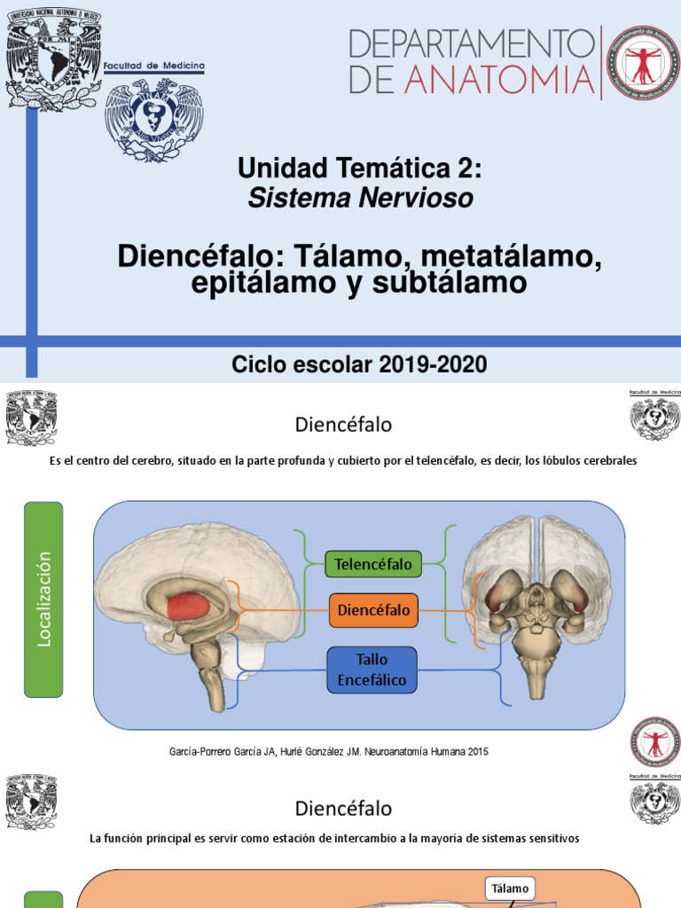 Estructura y Función del Diencéfalo | PDF | Tálamo | Sistema nervioso ...