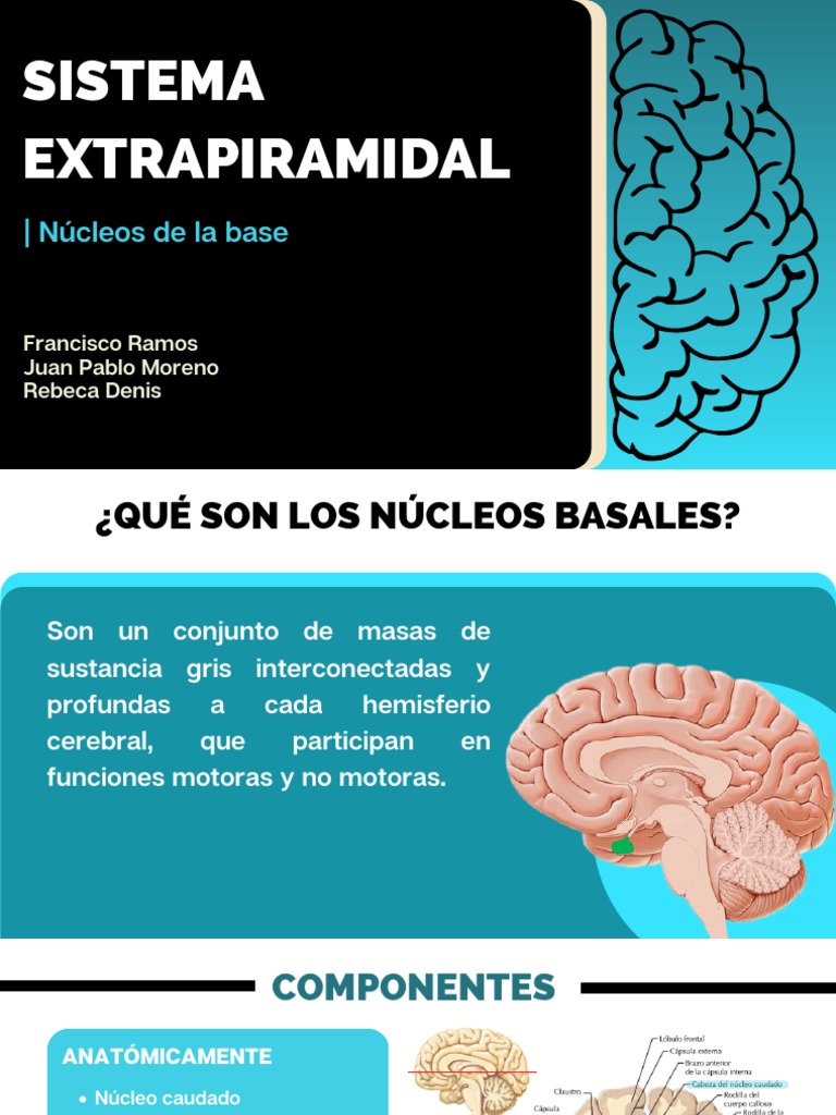 Sistema Extrapiramidal | PDF | Ganglios basales | Órgano (anatomía)