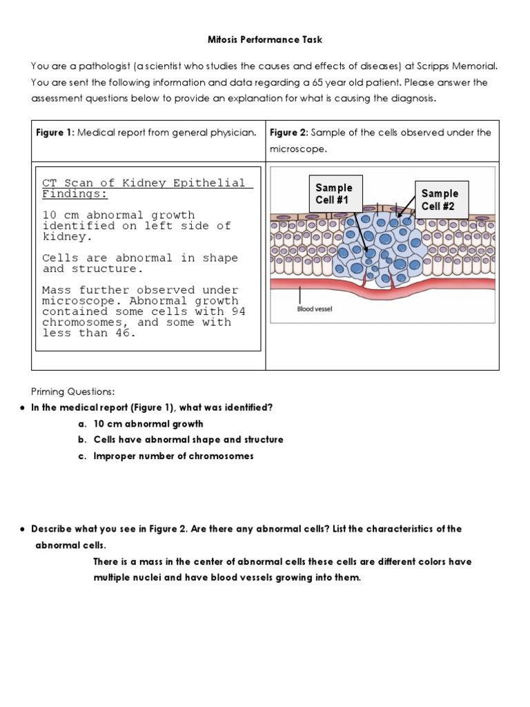 Mitosis Performance Task Assessment | PDF | Mitosis | Cell Biology