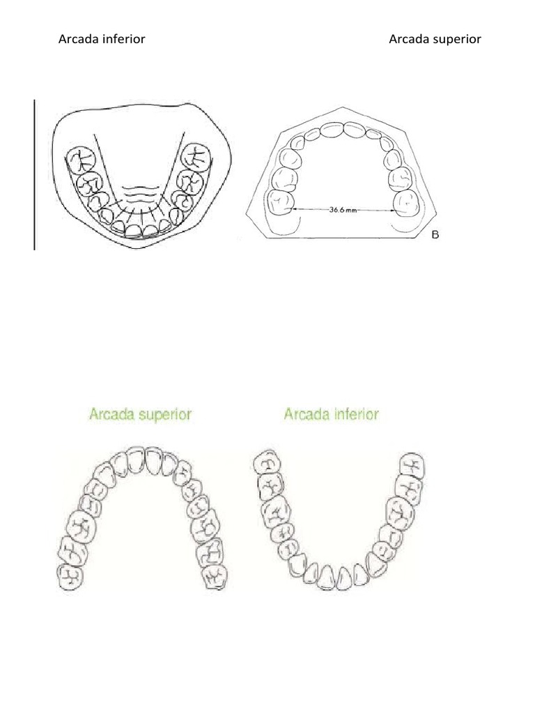 Arcadas Dental Superior e Inferior | PDF