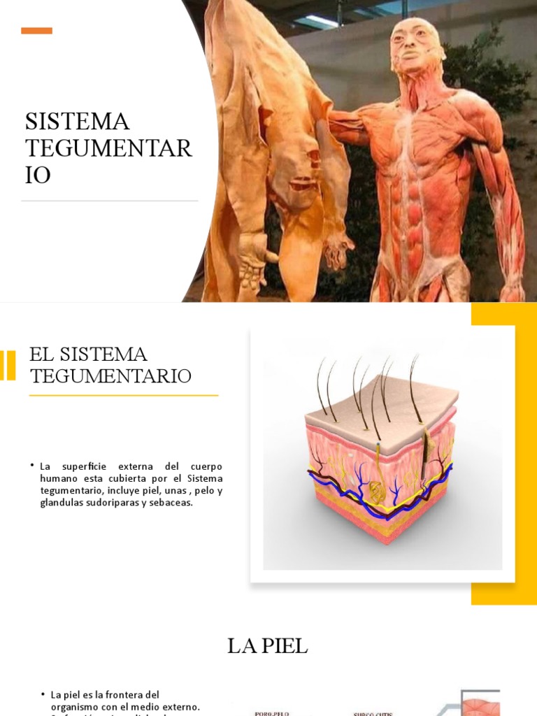 Sistema Tegumentario | PDF | Piel | Sistema tegumentario