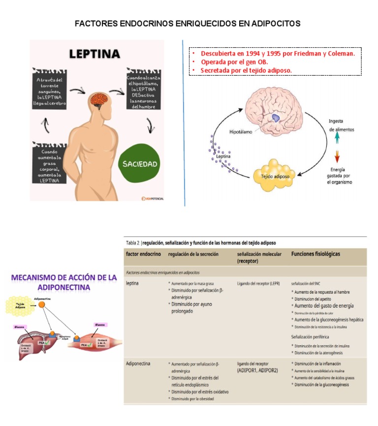Imágenes de Leptina | PDF