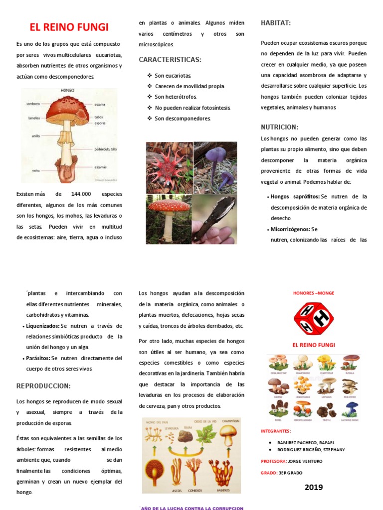 Triptico Reino Fungi | PDF