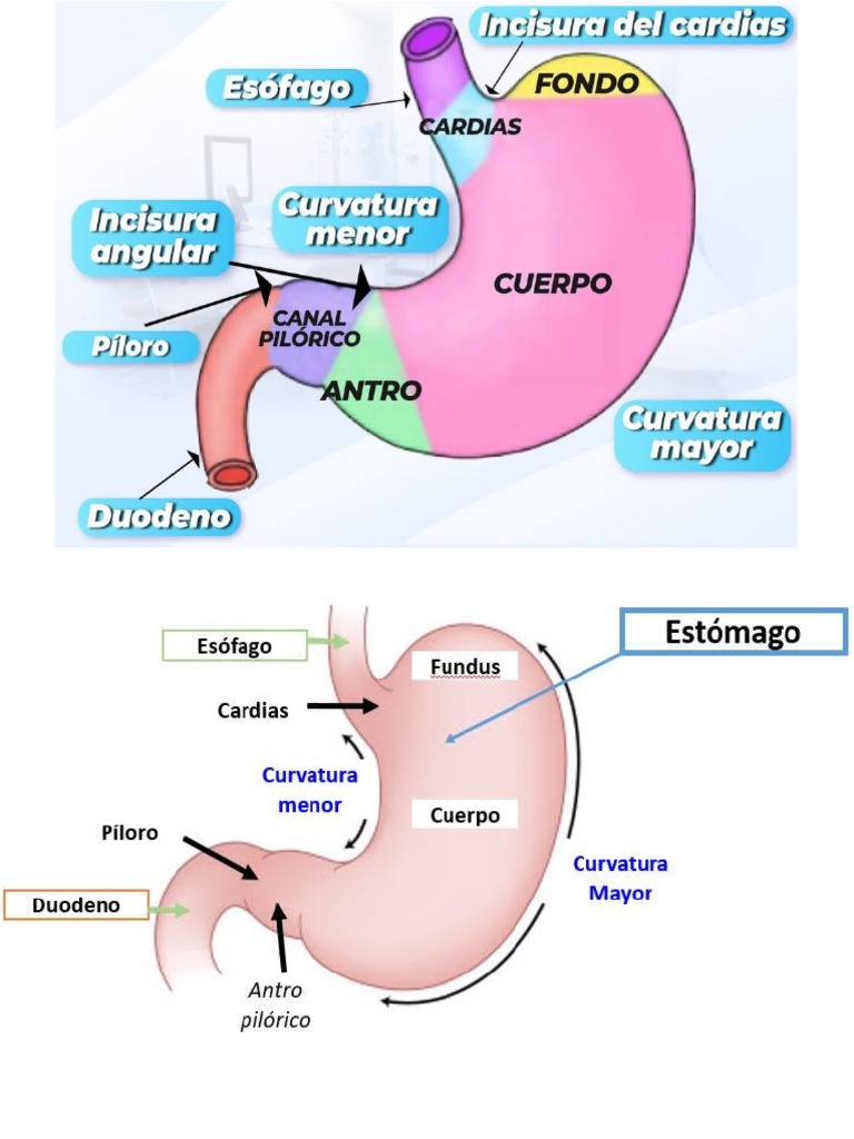 Esquema de Esfinter Cardias y Piloro | PDF