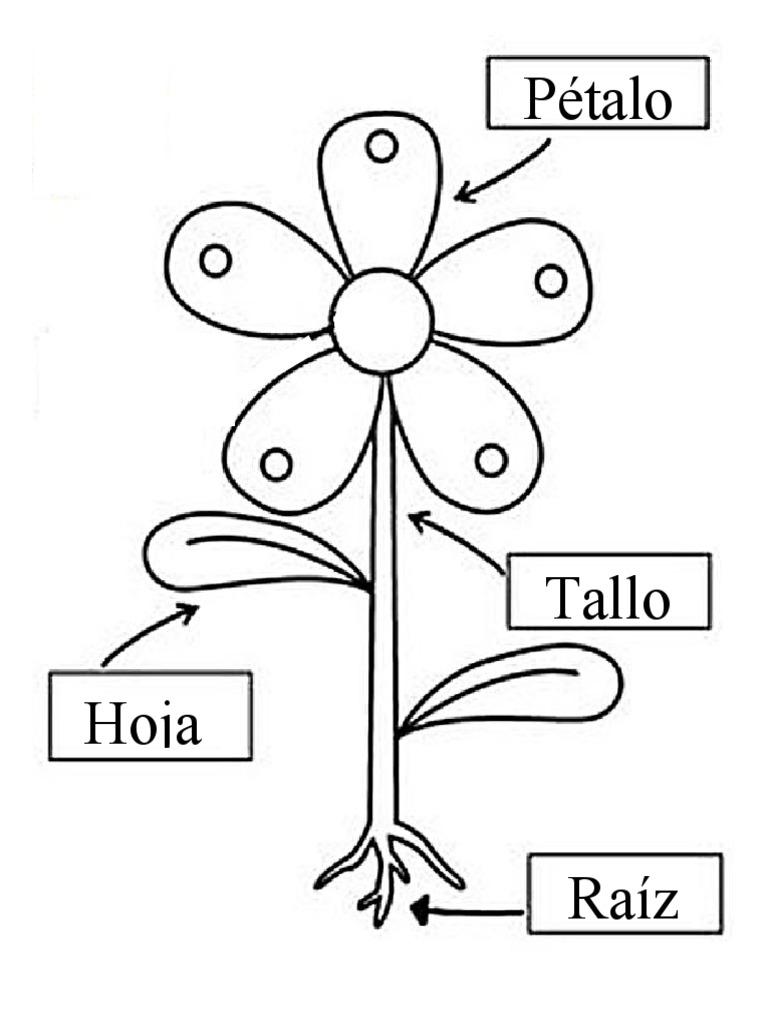Partes de Una Planta | PDF