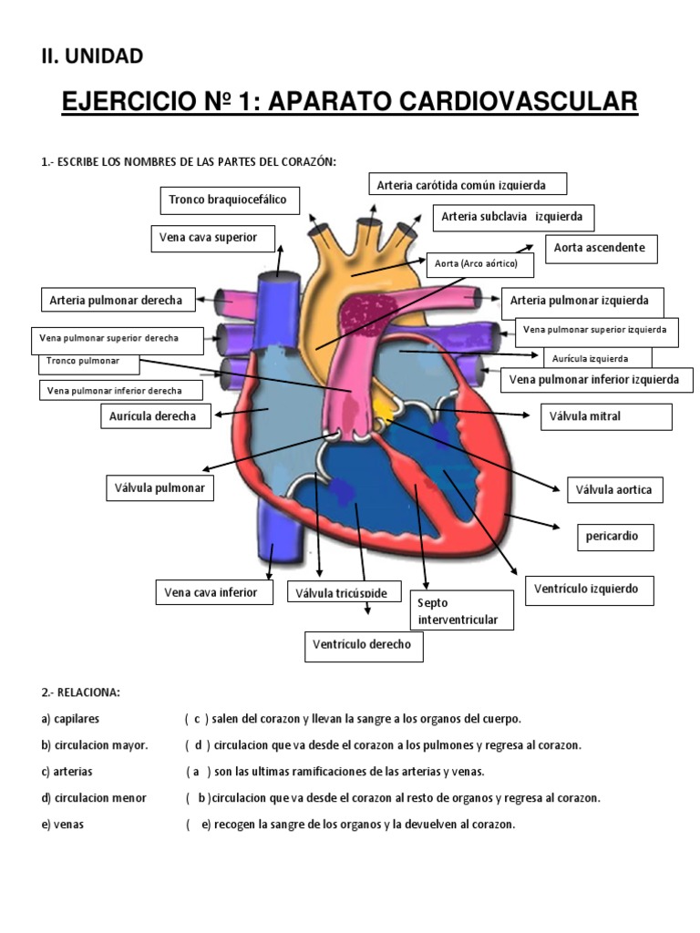 EJERCICIO Corazón | PDF | Sistema circulatorio | Ventrículo (corazón)