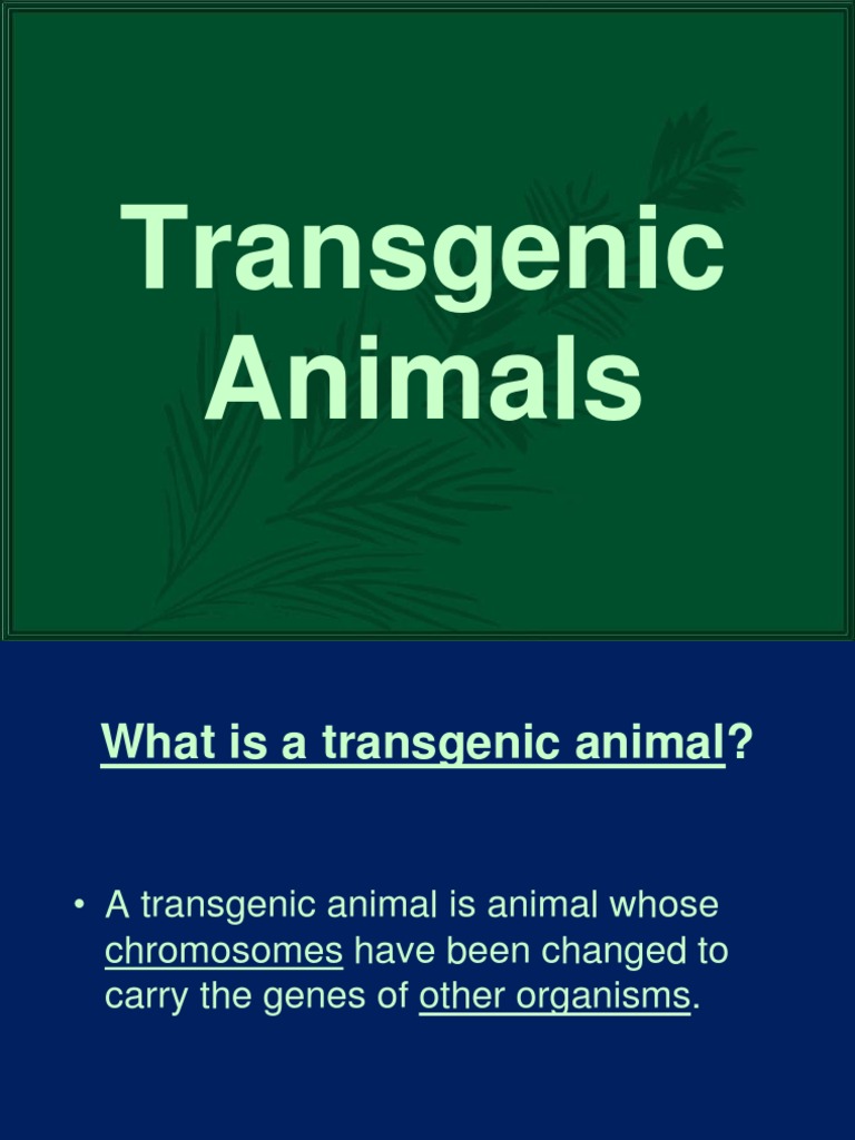 Transgenic Animals | PDF | Transgene | Health Sciences