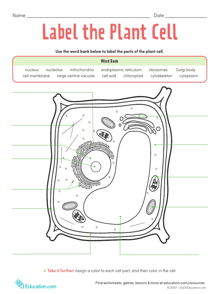 Label The Plant Cell Level 2 | PDF