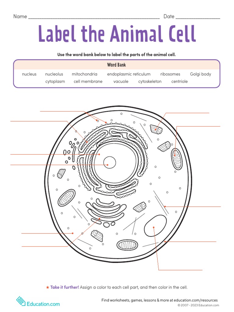 Label The Animal Cell Level 2 | PDF | Language Arts & Discipline | Self ...