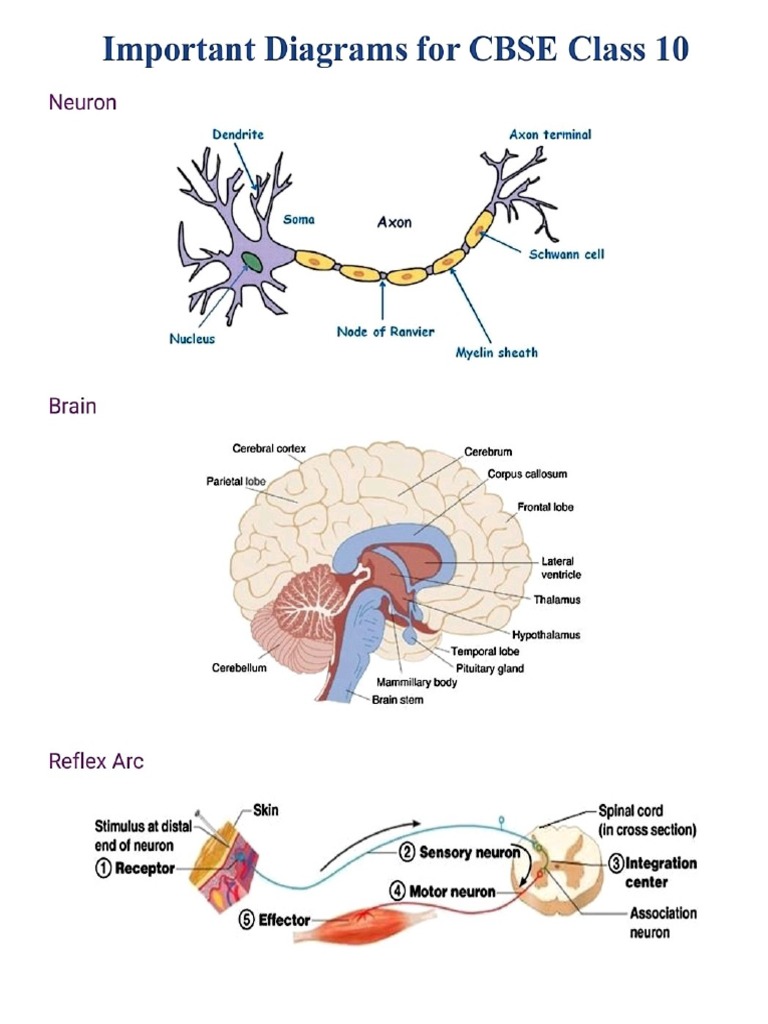 Class 10 Science Important Diagram by ASP Team | PDF