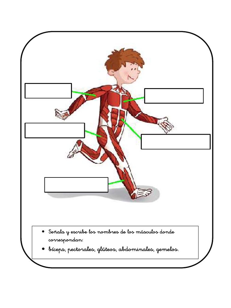 Ficha de Trabajo de Los Músculos PDF | PDF