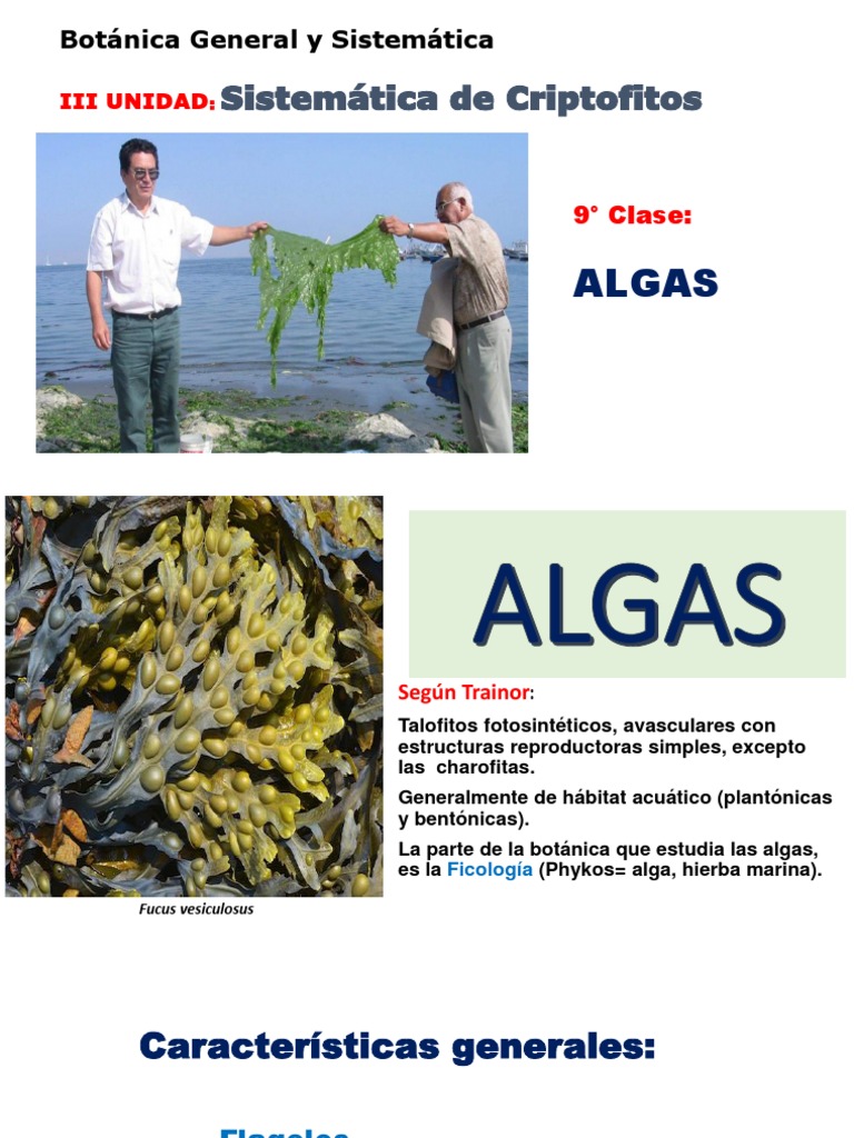 PPT Clase Teoria Algas | PDF