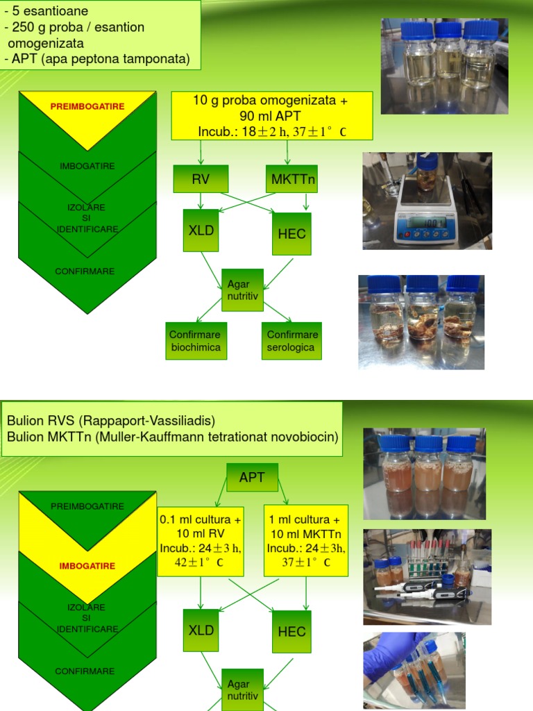 Schema de Determinare Salmonella | PDF