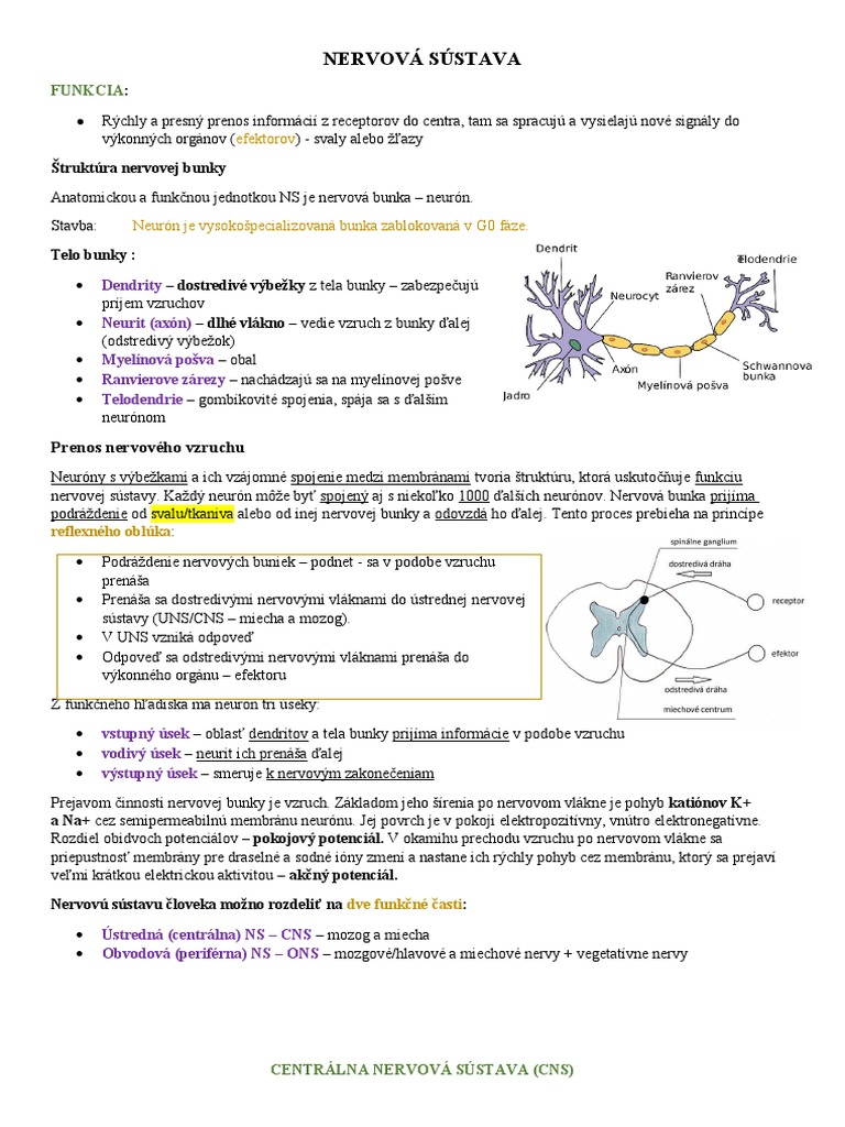 NERVOVA SUSTAVA-d90 | PDF