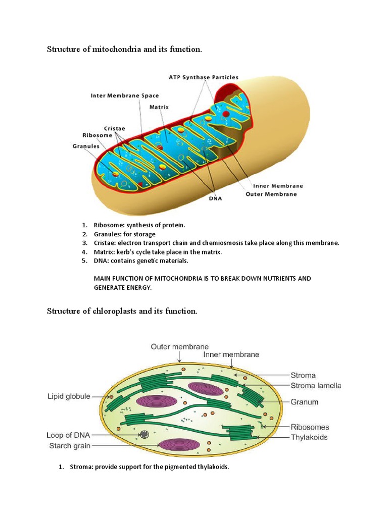 Structure of Mitochondria and Its Function (Fundamental Course) | PDF