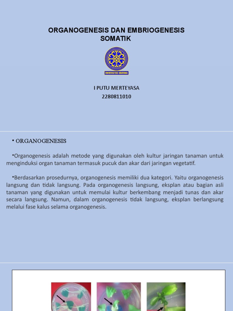 Organogenesis vs Embriogenesis Somatik | PDF